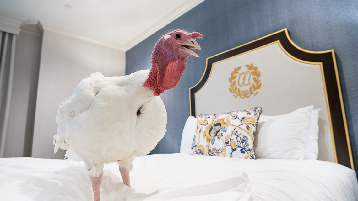 Turkey Pardon 2019: Meet the two birds to go to the White House | wusa9.com