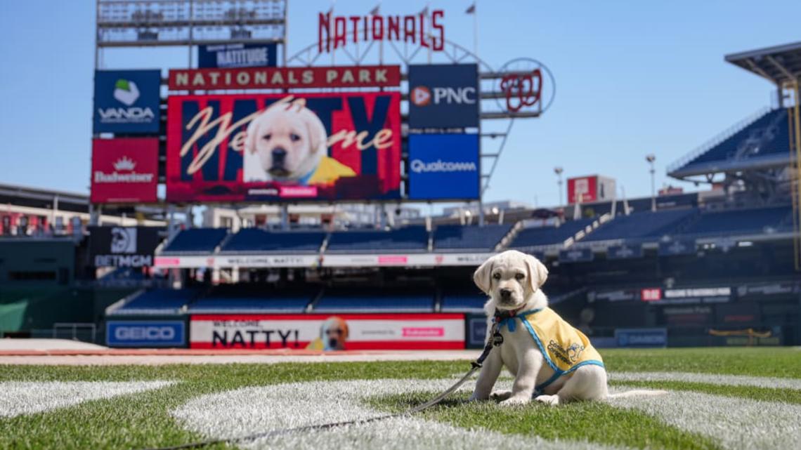 Natty, the Washington Nationals' new puppy, just being cute | wusa9.com