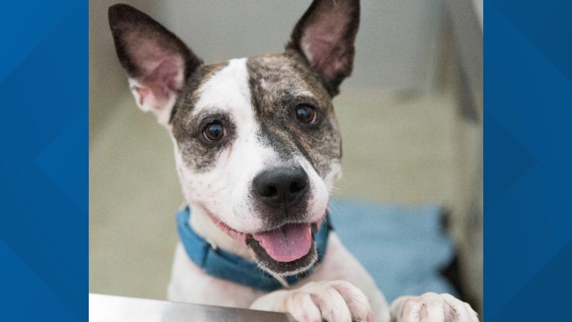 DC Humane Rescue Alliance in desperate need of adopters | wusa9.com