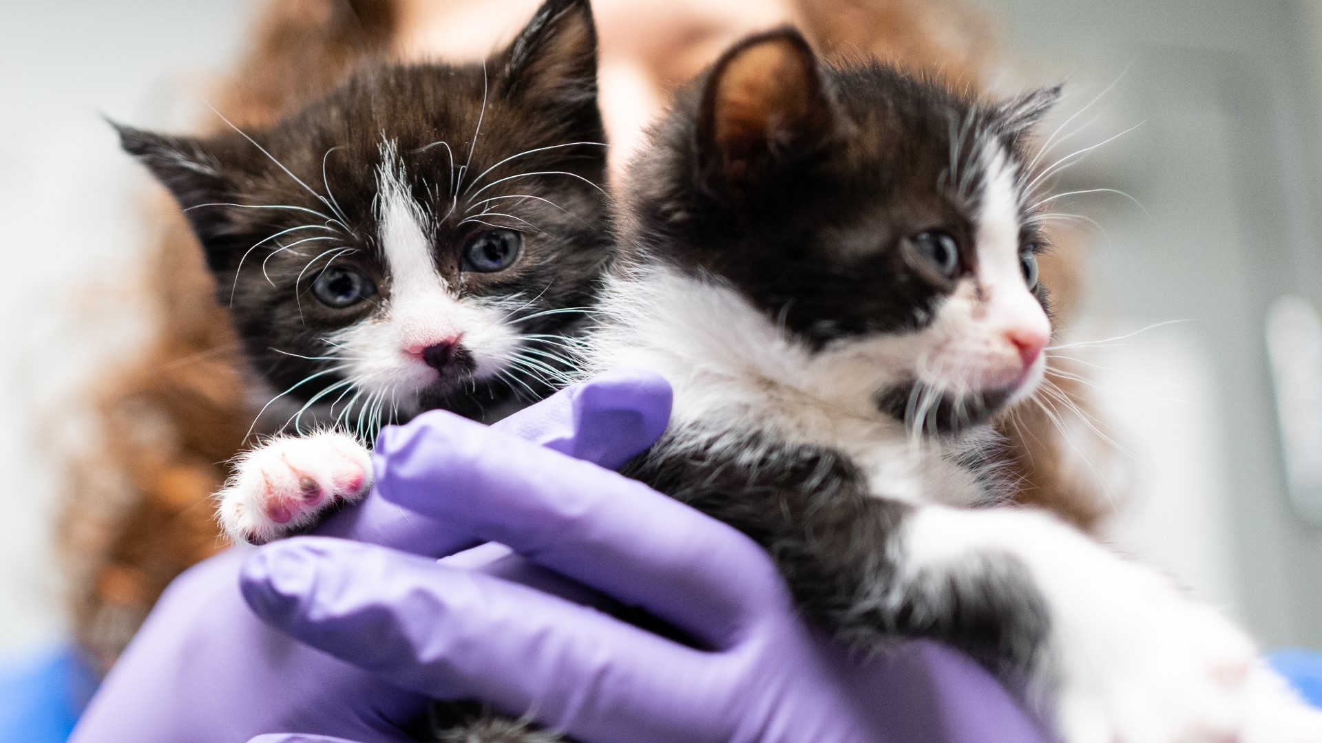 Kittens rescued from fire by firefighters ready for adoption | wusa9.com