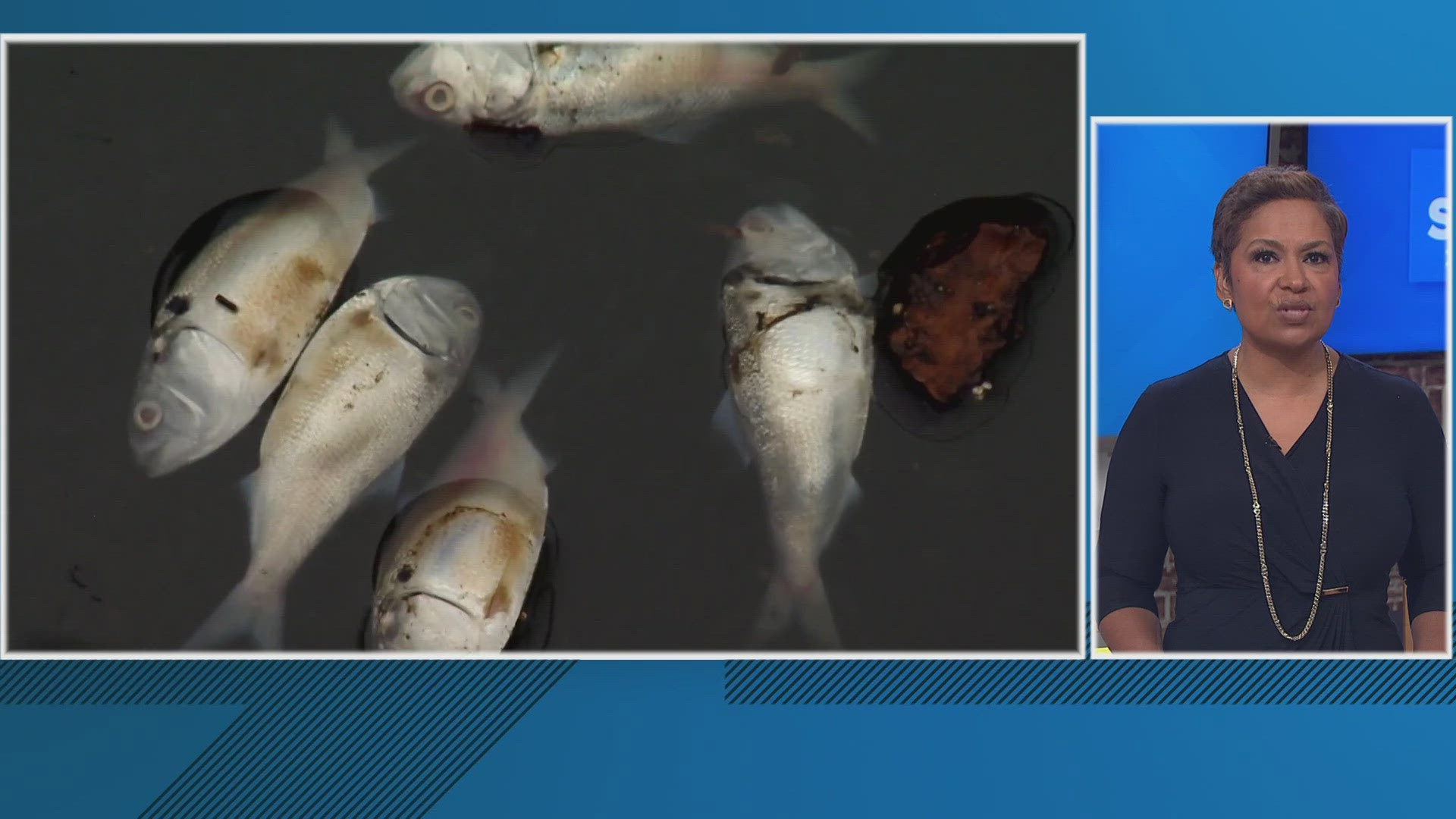 25,000 dead fish are floating in the Baltimore Harbor | wusa9.com
