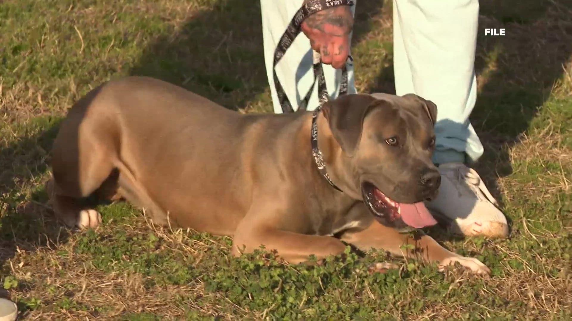 All dogs at risk of euthanasia adopted before deadline in Prince George ...