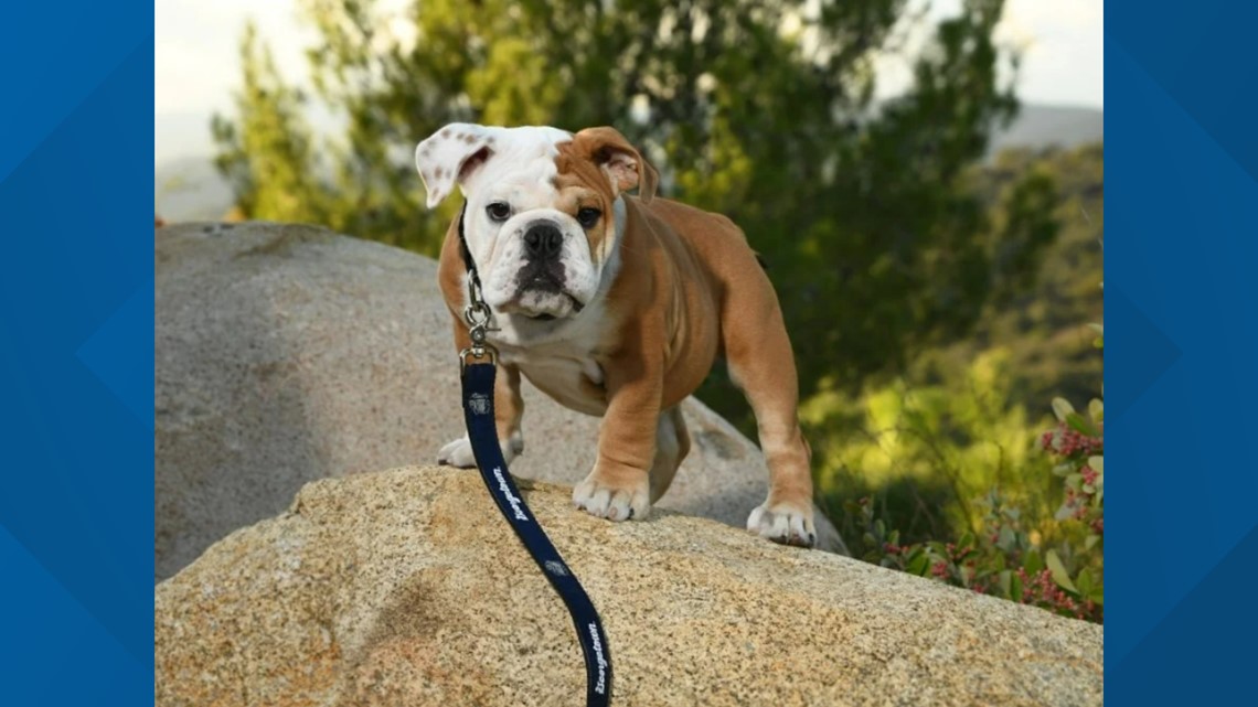 Georgetown University welcomes a new Jack the Bulldog | wusa9.com