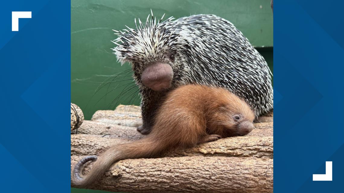 Baby porcupine born at National Zoo | wusa9.com