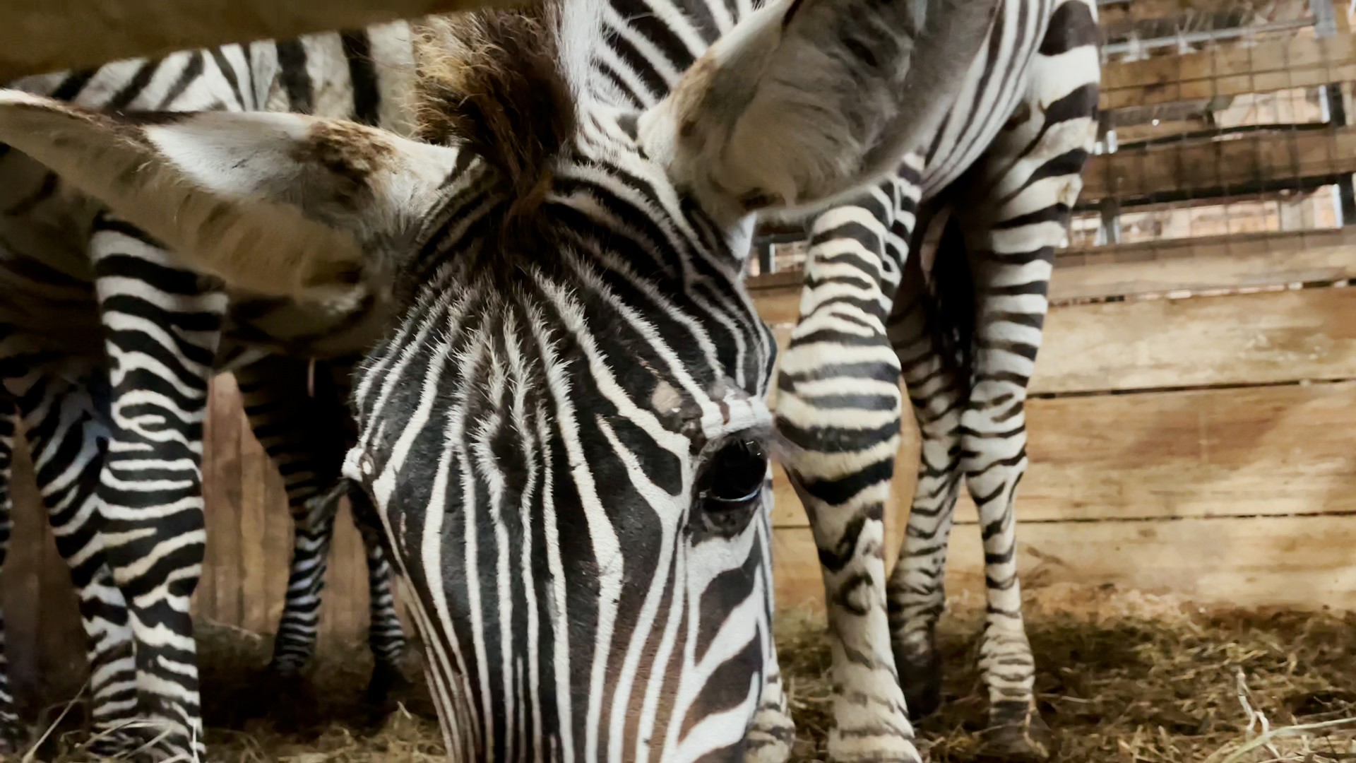 Charged with animal cruelty, Zebra owner auctions off exotics | wusa9.com
