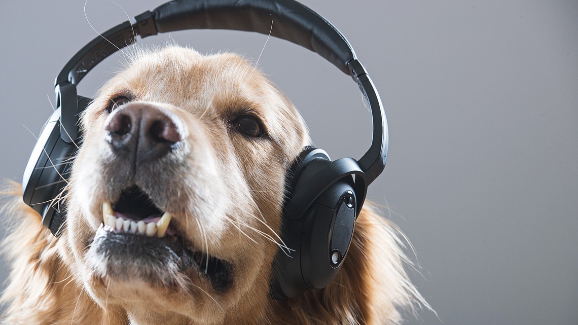 Spotify playlist for pets | wusa9.com