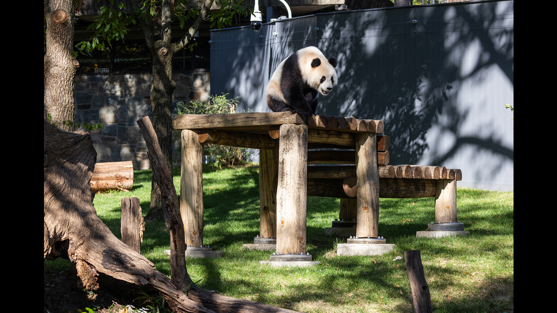 National Zoo shows off pandas with new pictures | wusa9.com