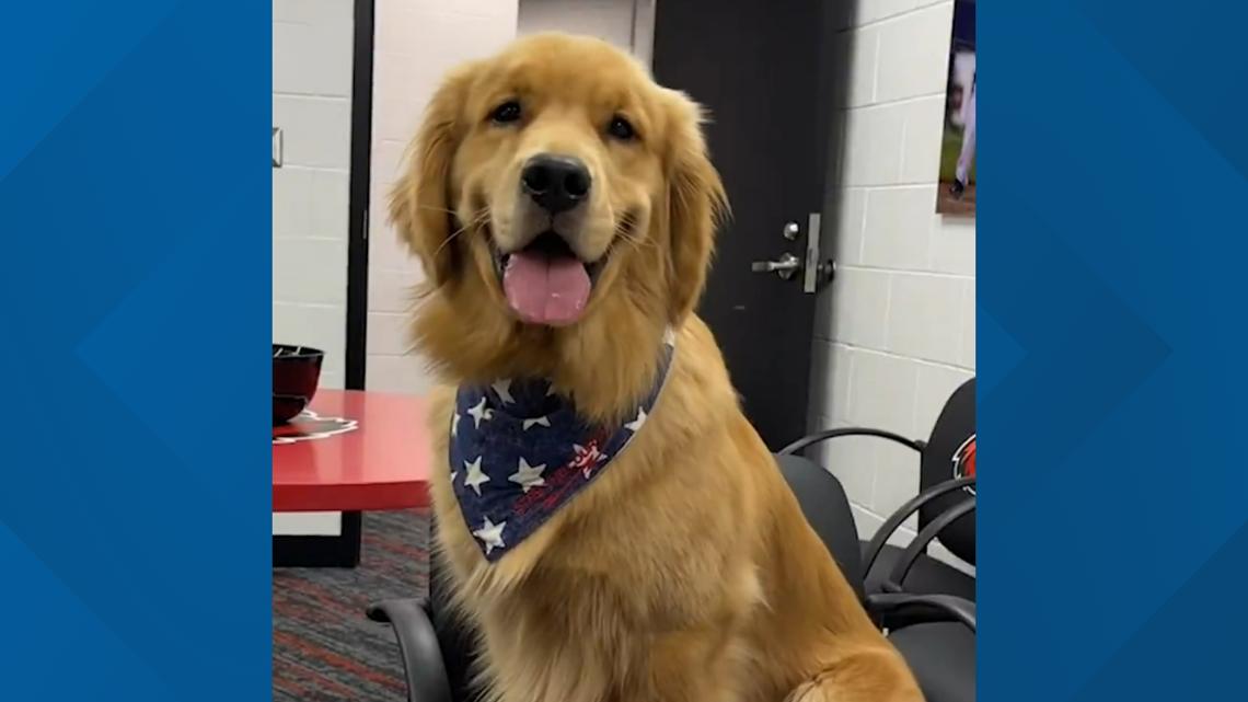 Bruce the Bat Dog to debut with Washington Nationals Saturday | wusa9.com