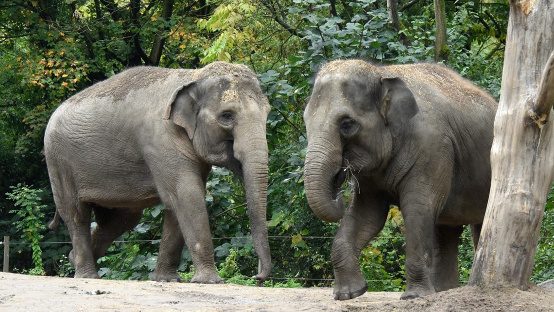 Meet the new elephants coming to Smithsonian’s National Zoo | wusa9.com