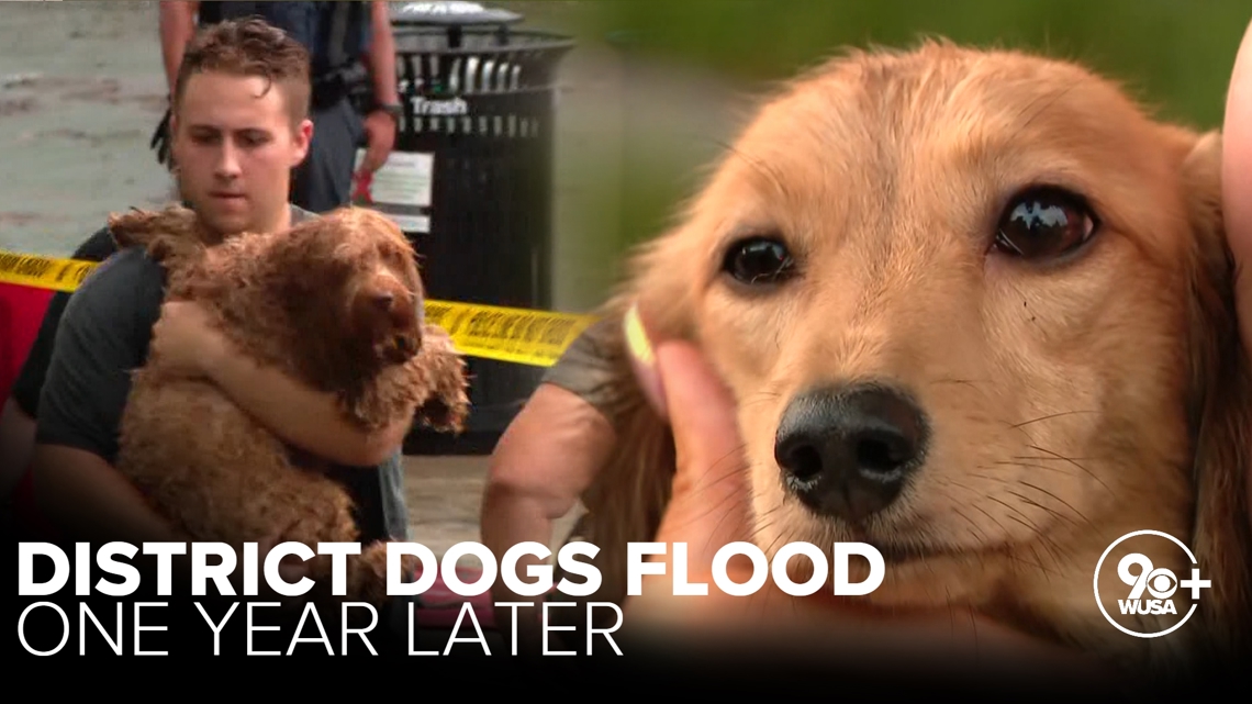District Dogs Flood | One Year Later | wusa9.com