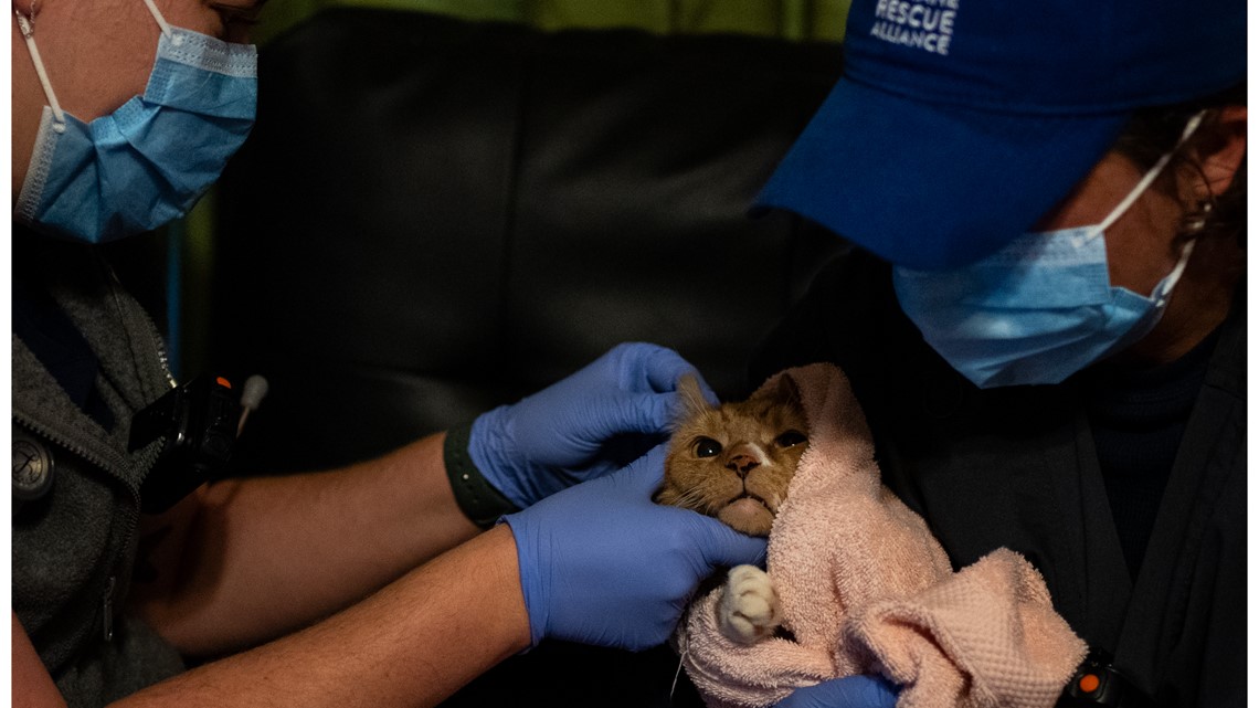 DC Health ends contract with Humane Rescue Alliance | wusa9.com