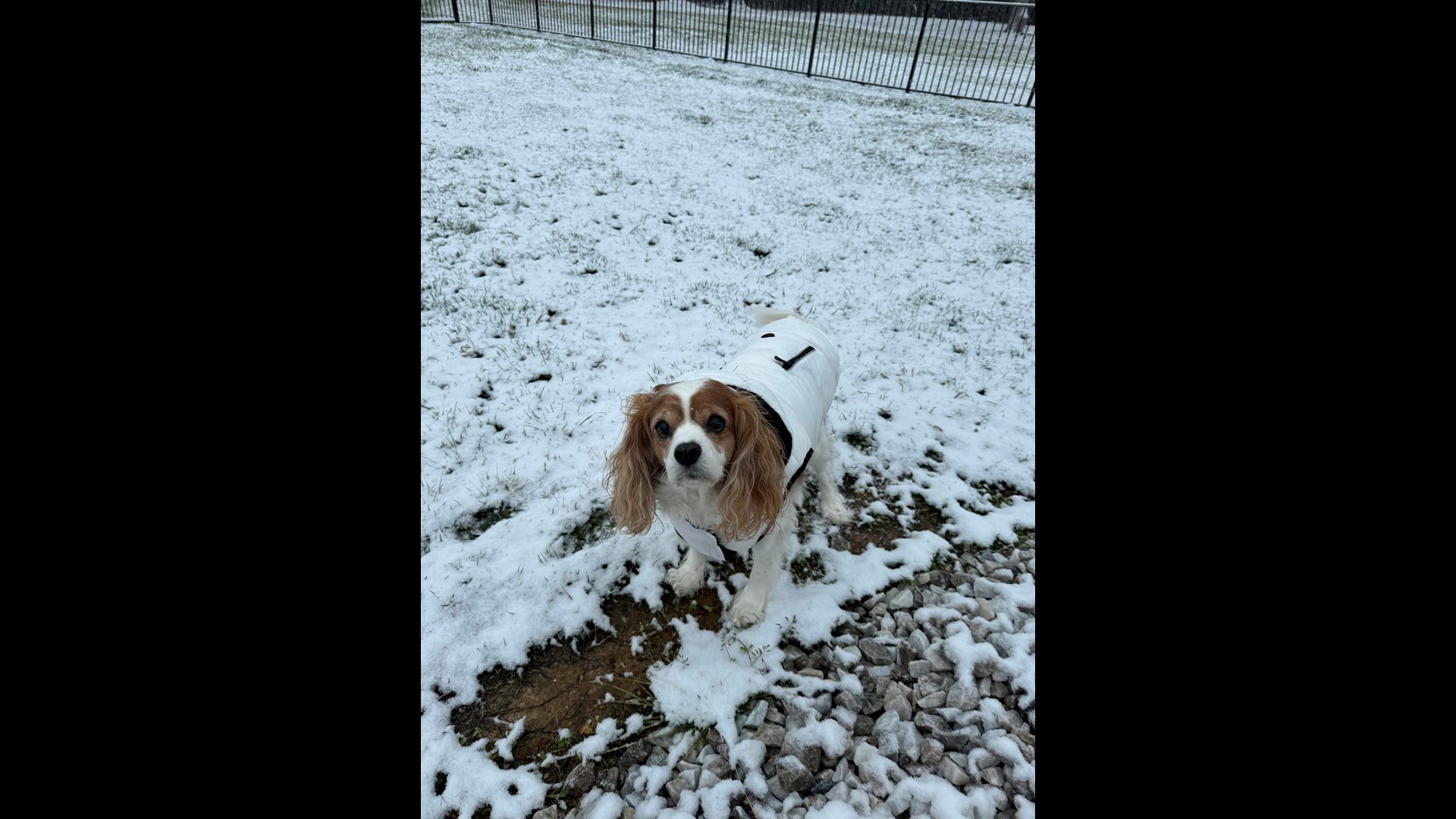 Dogs play in the snow in the DMV | wusa9.com