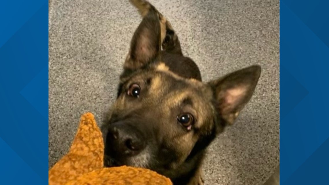 DC Police K9 found dead, officials investigate | wusa9.com
