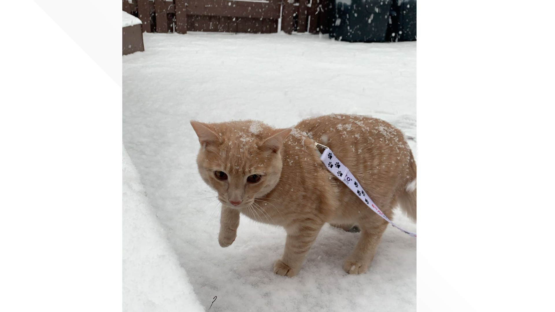 Animals in Snow: First snowstorm of 2020 | wusa9.com