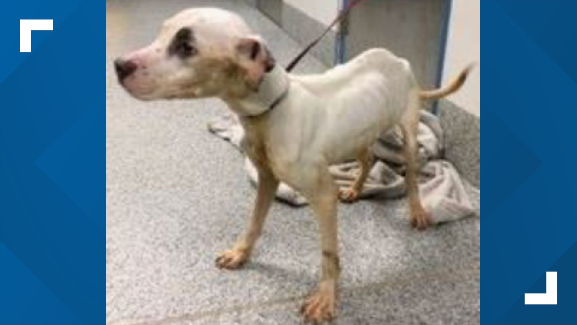 Emaciated dog found abandoned at Woodbridge park | wusa9.com