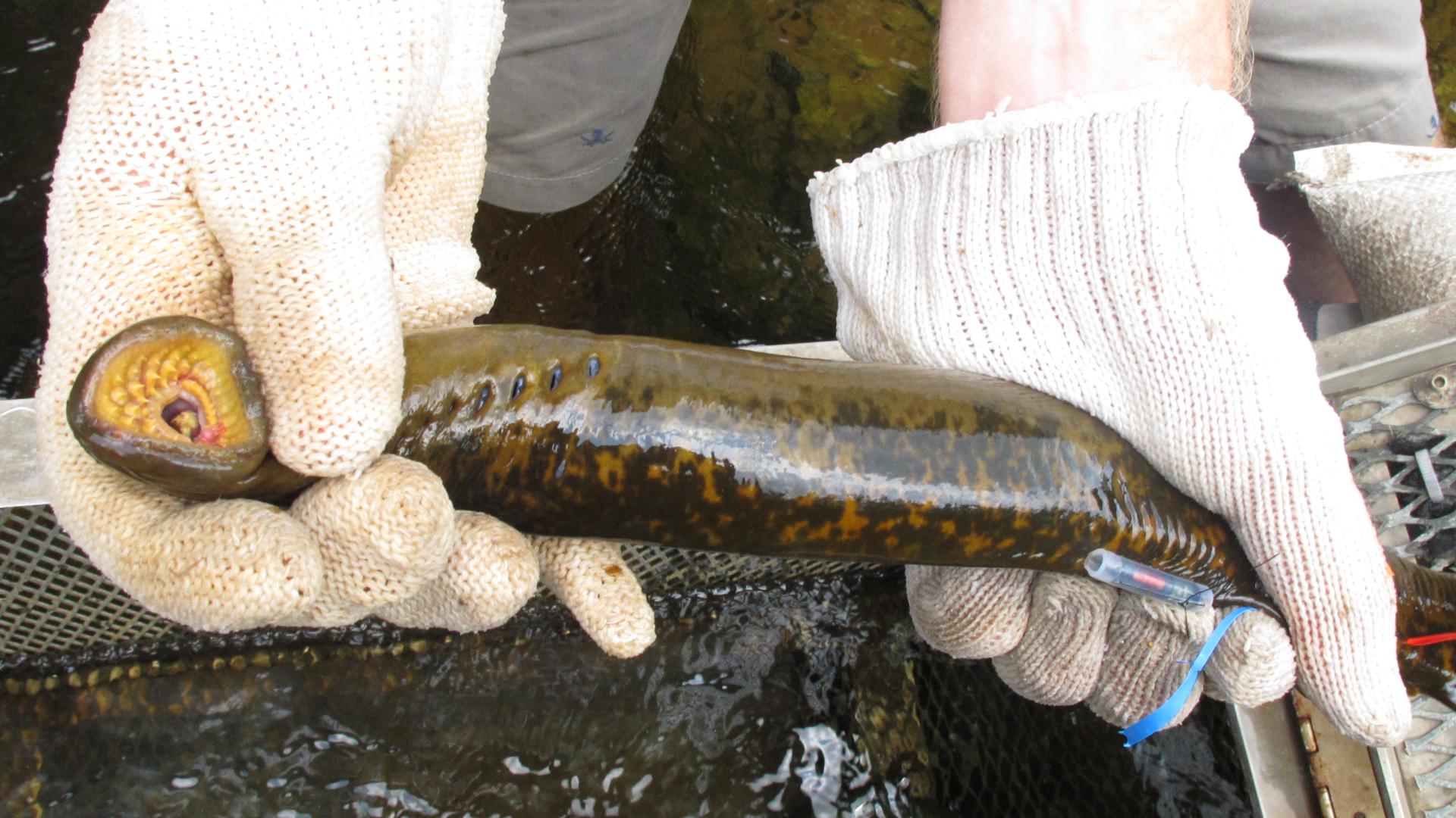 Sea lamprey caught in the Potomac River, are they invasive | wusa9.com