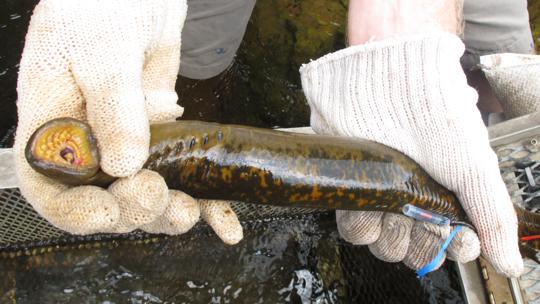 Sea lamprey caught in the Potomac River, are they invasive | wusa9.com