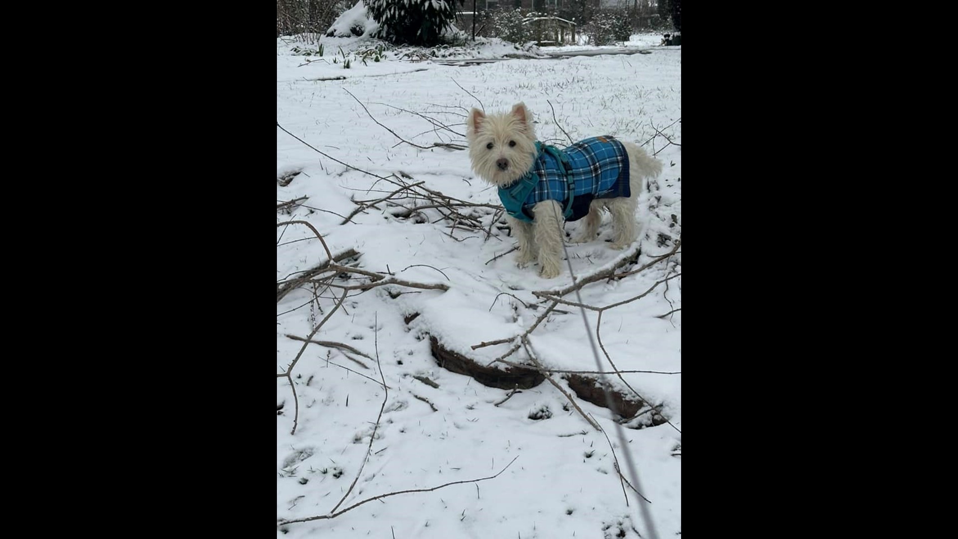 Dogs play in the snow in the DMV | wusa9.com