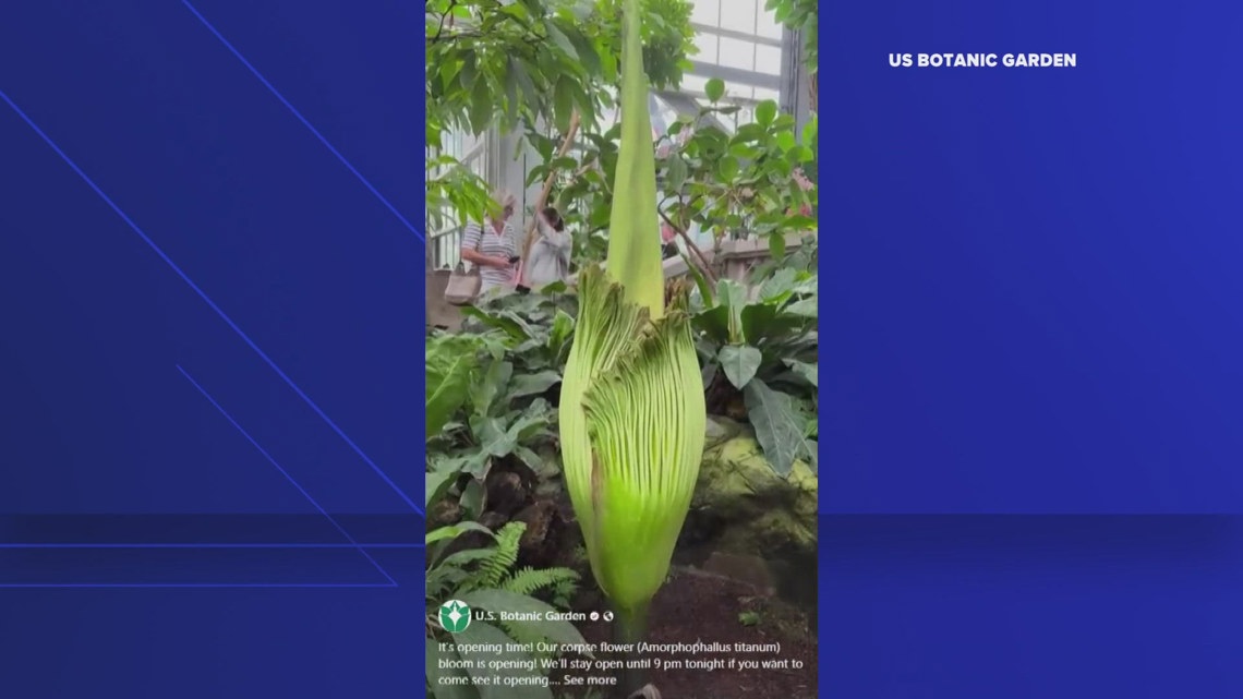Corpse flower blooms at the US Botanic Garden | wusa9.com