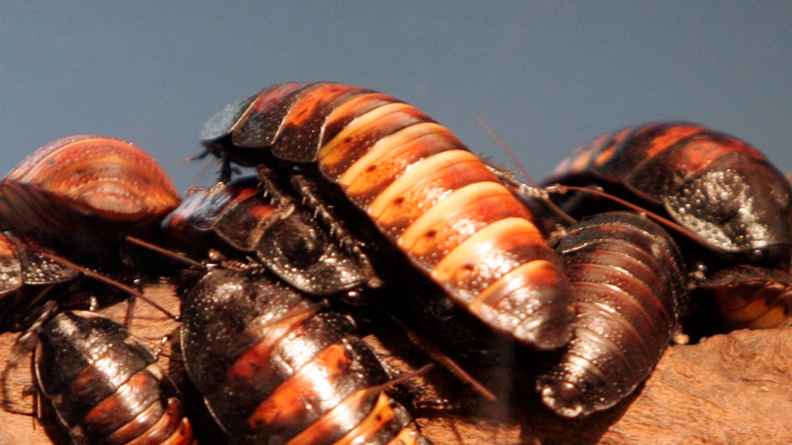 Maryland professor discusses cockroaches immune to pesticides | wusa9.com
