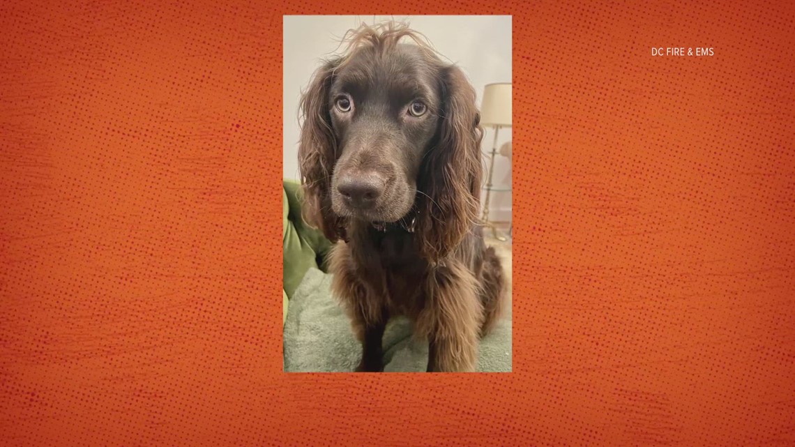 Dog rescued from 8-foot deep hole in Northwest DC | wusa9.com