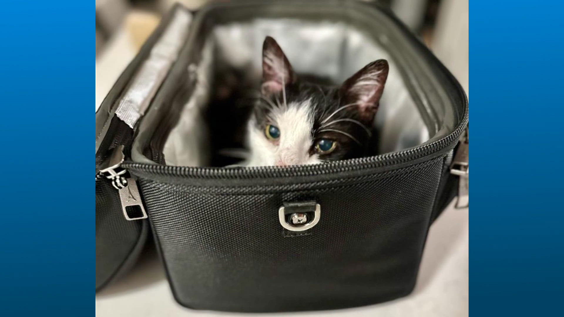 Meet the pets of WUSA9 as we celebrate National Pet Day | wusa9.com