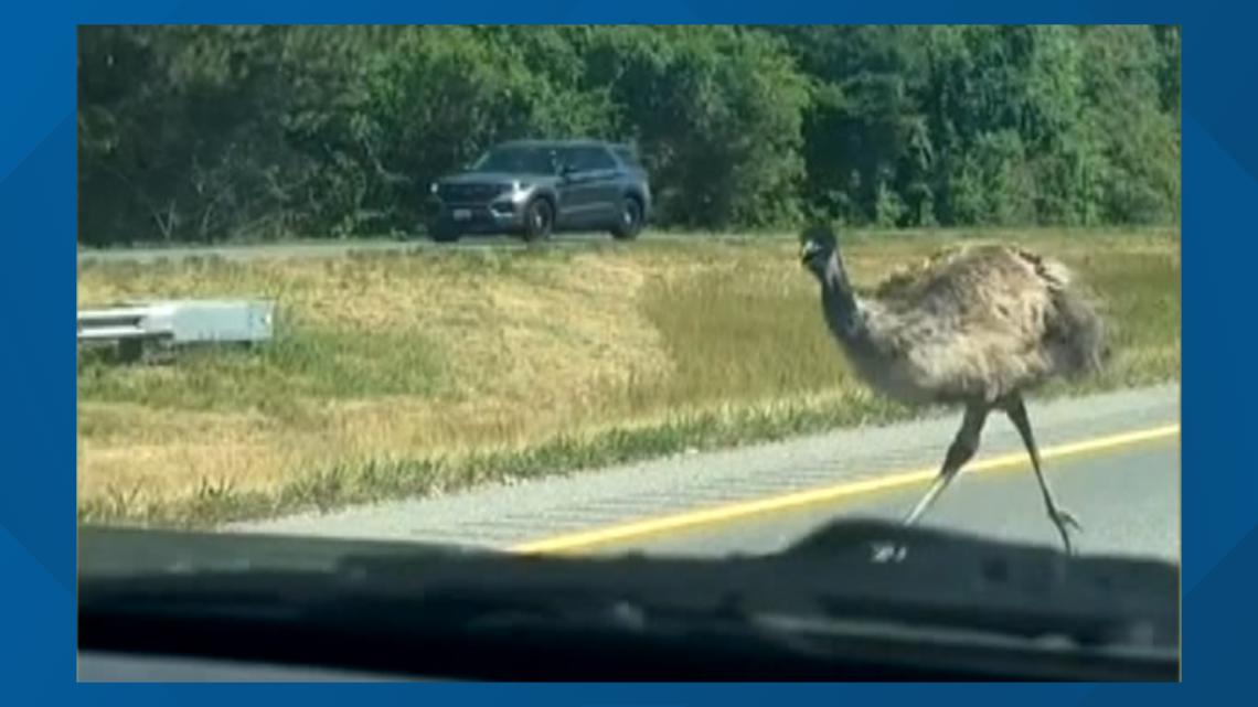 Emu caught after hours-long chase in Maryland | wusa9.com