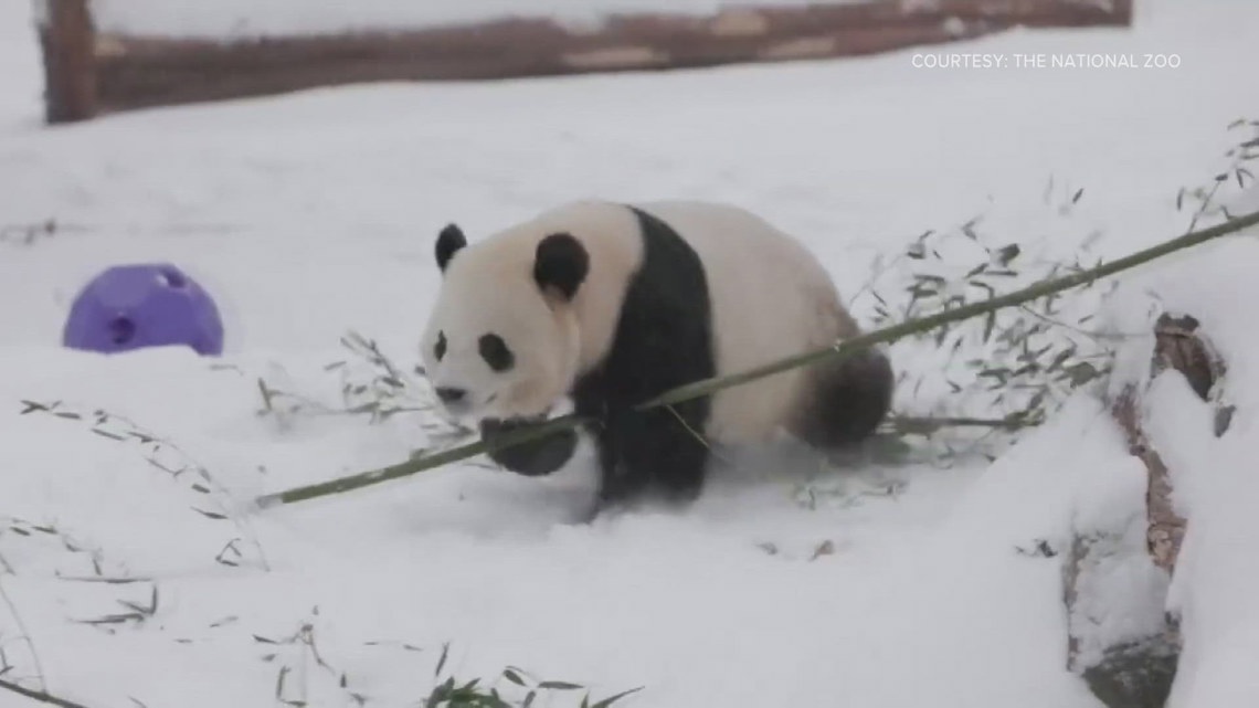 Pandas at National Zoo play in snow during winter storm | wusa9.com