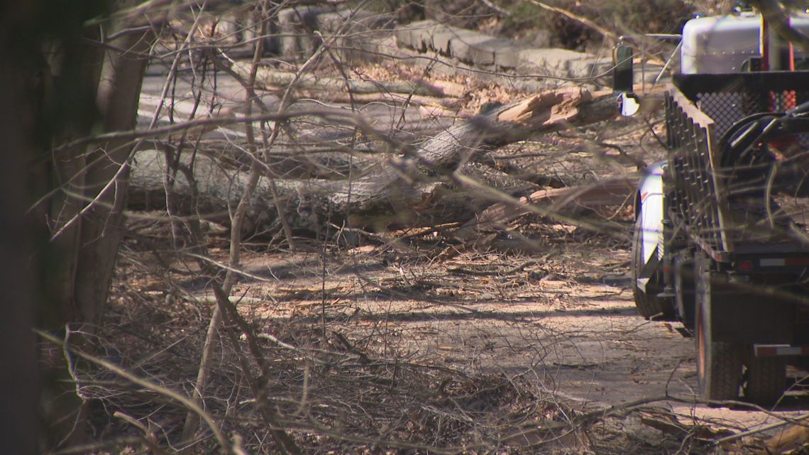 Second tree falls on National Park Service roadway in 10 days | wusa9.com