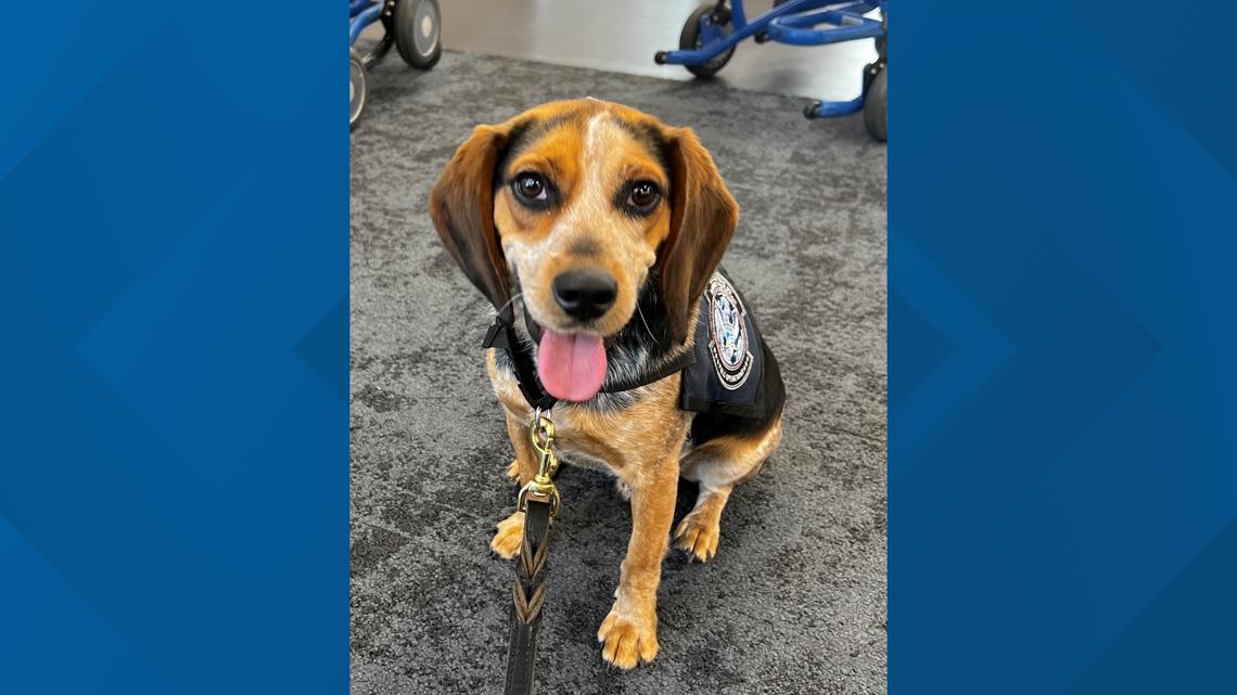Freddie the Beagle returns to duty after being attacked | wusa9.com