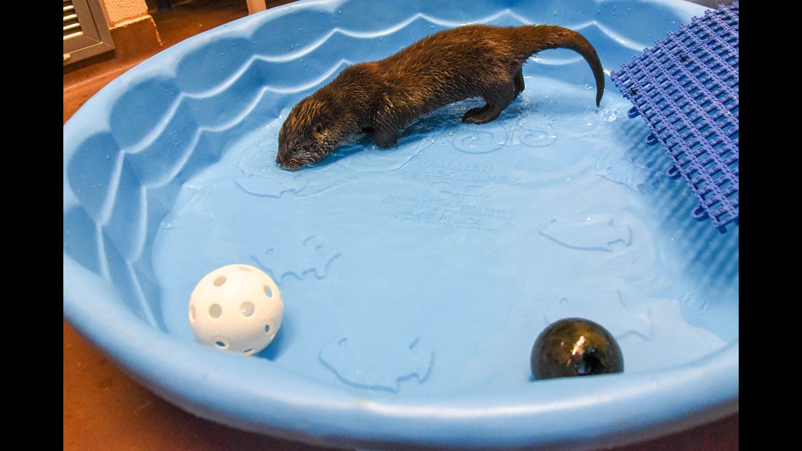 Rescued otter pup in recovery at Maryland Zoo | wusa9.com