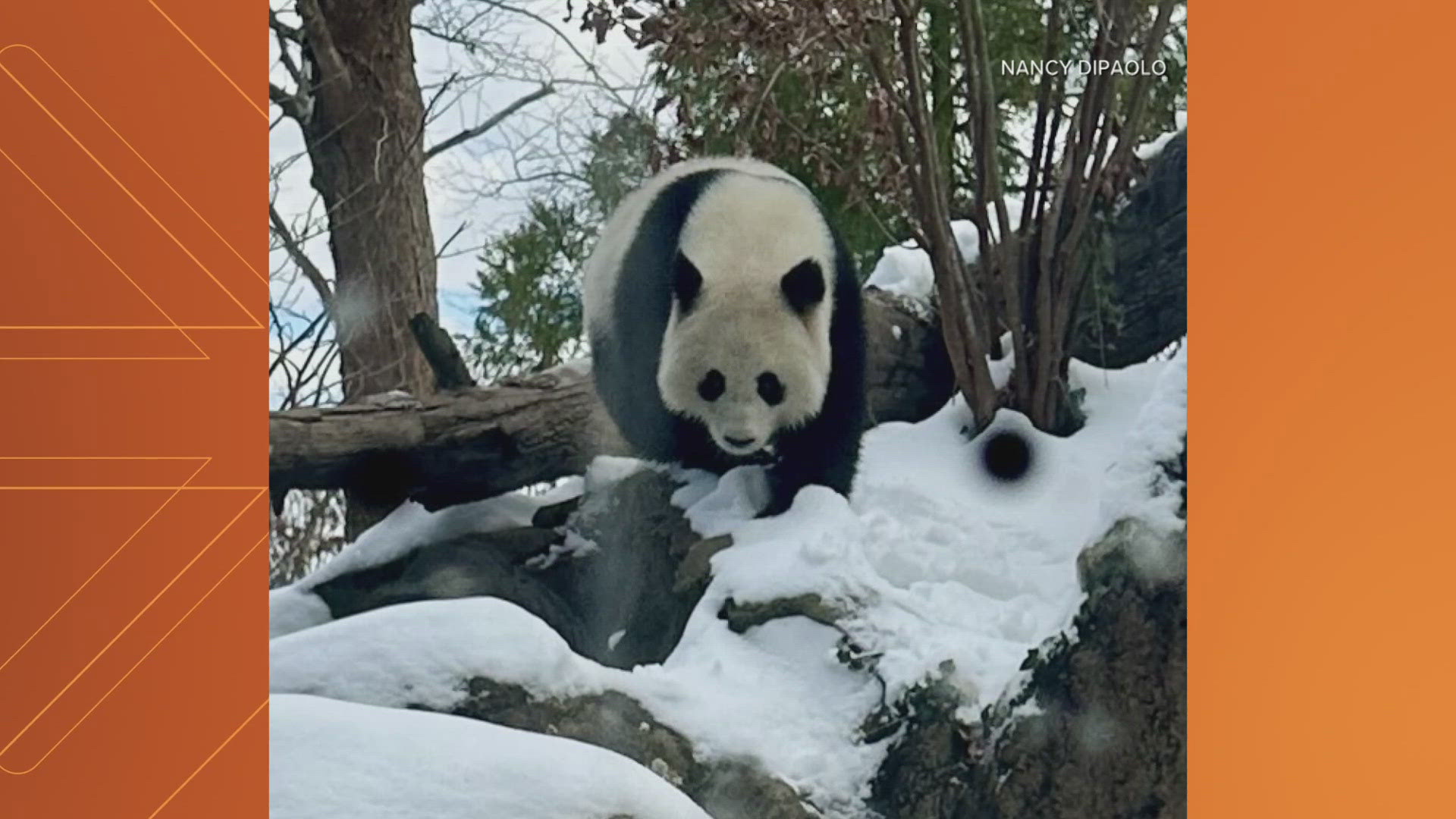 Giant pandas get ready to meet fans | wusa9.com