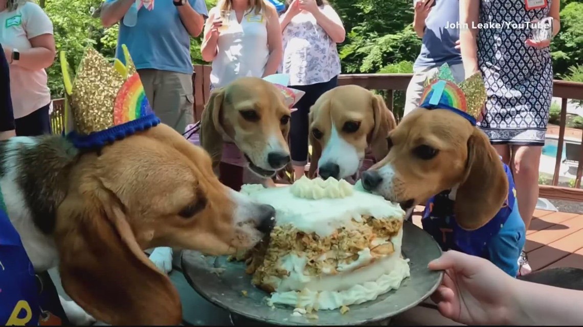 Rescued beagles reunite with birthday party | wusa9.com
