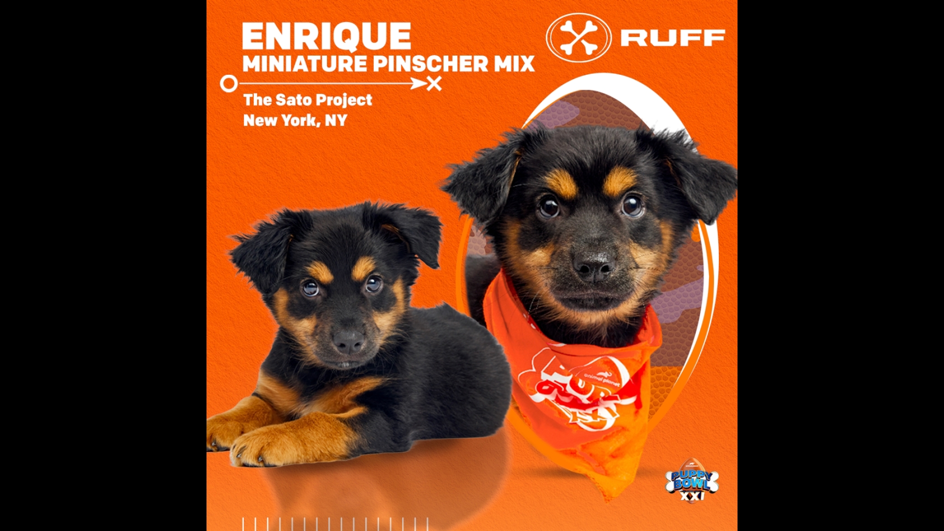 Player of Puppy Bowl XXI, super bowl, commanders, cute | wusa9.com