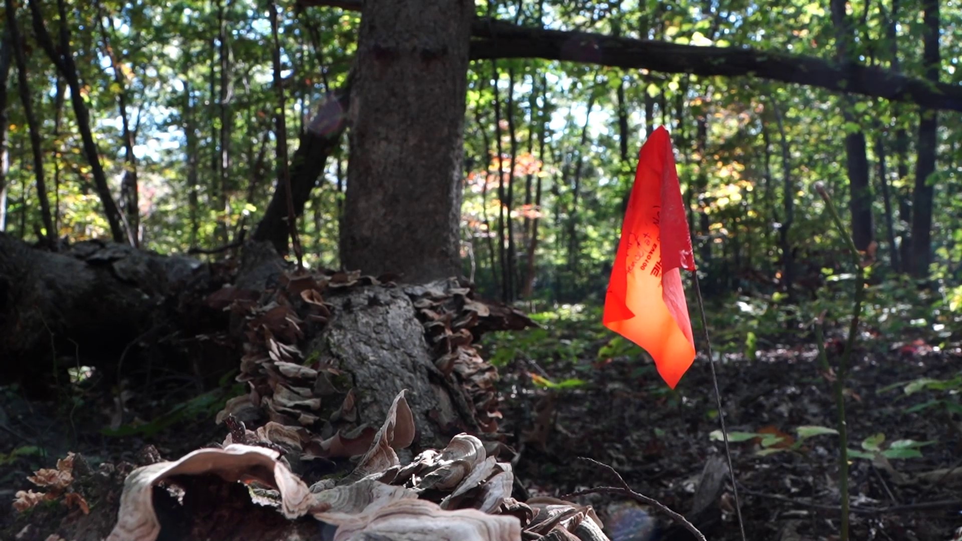 George Mason University builds body farm for forensic science | wusa9.com