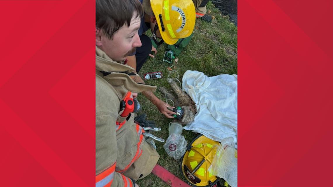 Family dog rescued from Silver Spring fire | wusa9.com