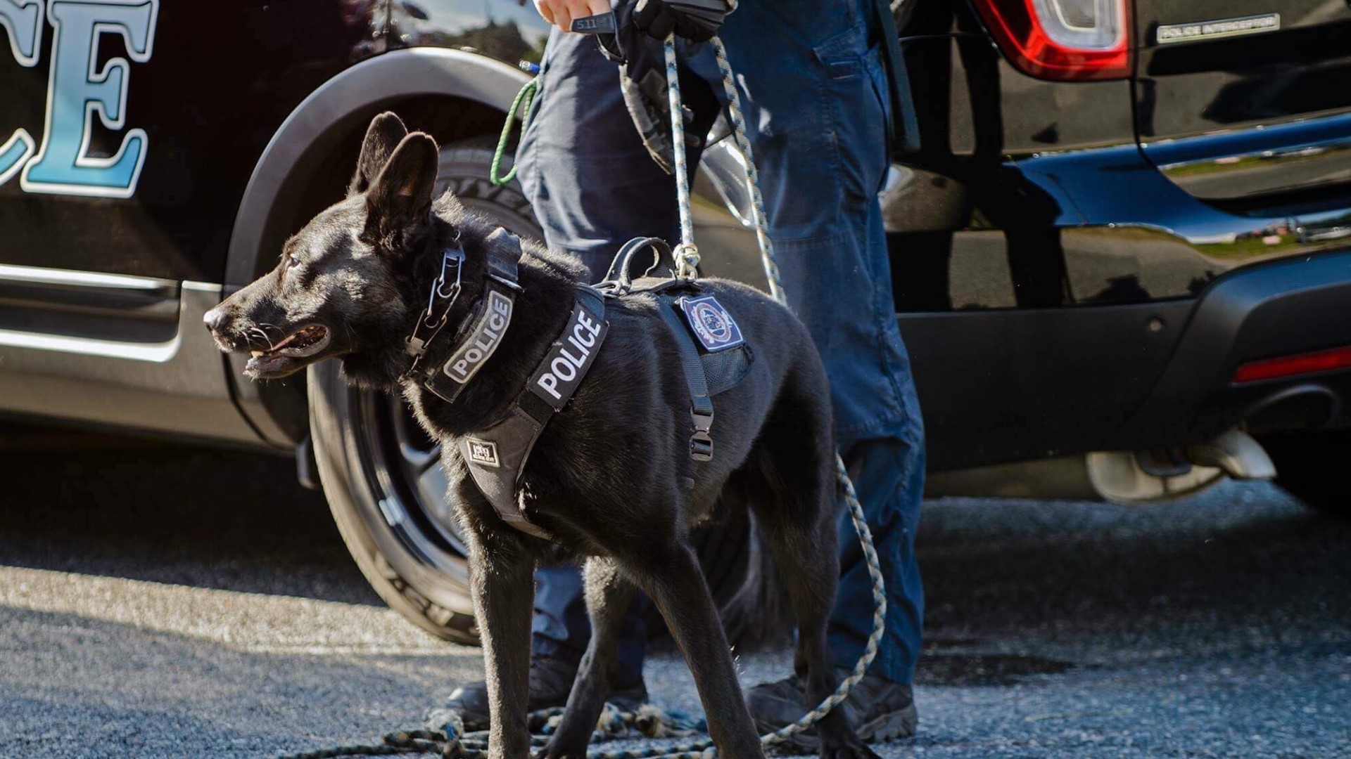 Retired police K9 from Anne Arundel County, Maryland dies | wusa9.com