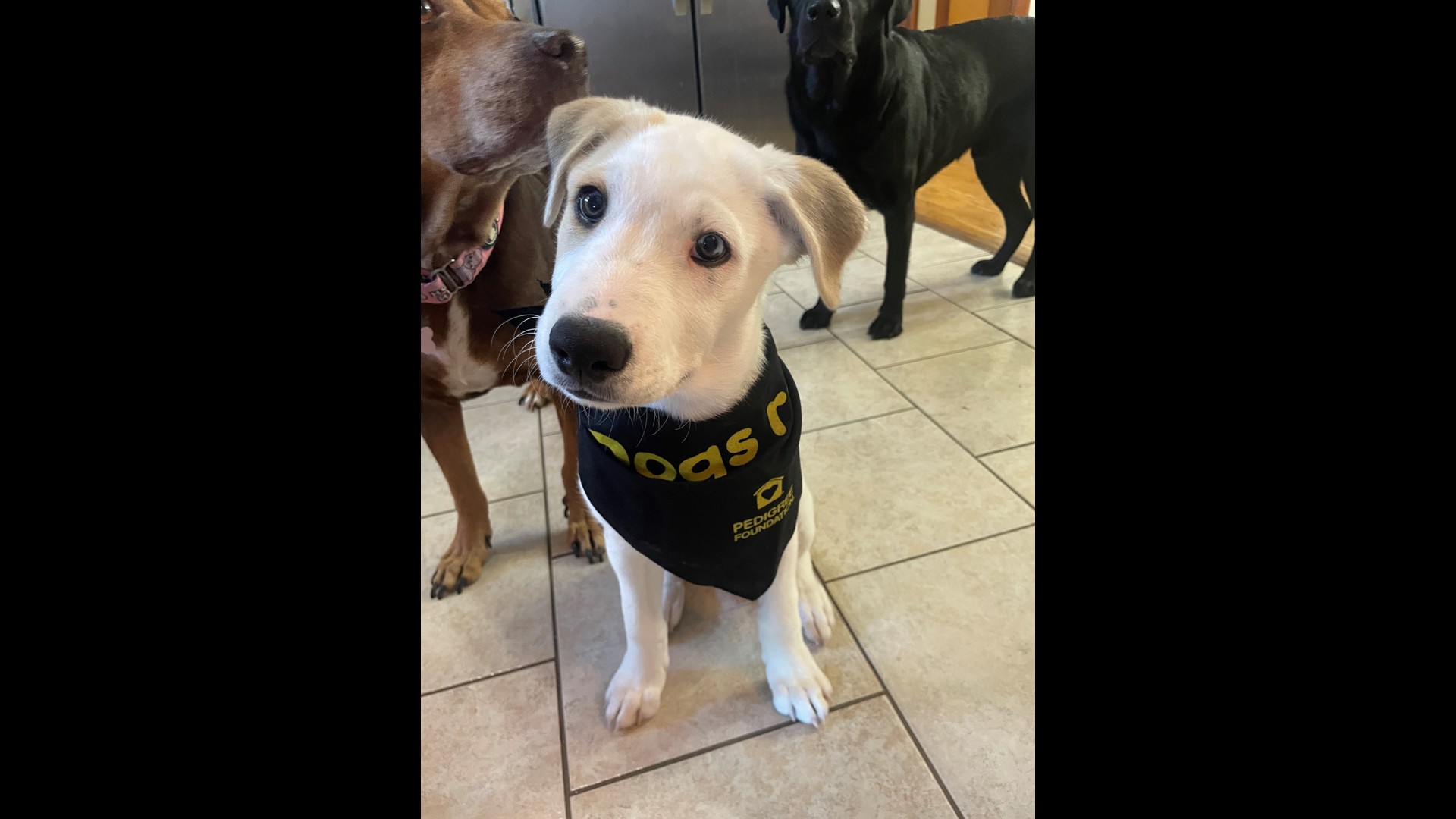 Connie the Container Dog's puppies get their forever homes | wusa9.com
