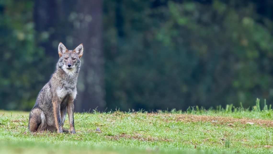 Coyotes in Rock Creek Park, DC, Maryland, and Virginia | wusa9.com