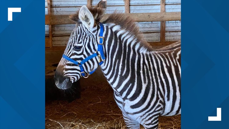 How exotic animal auctions works in Maryland | wusa9.com