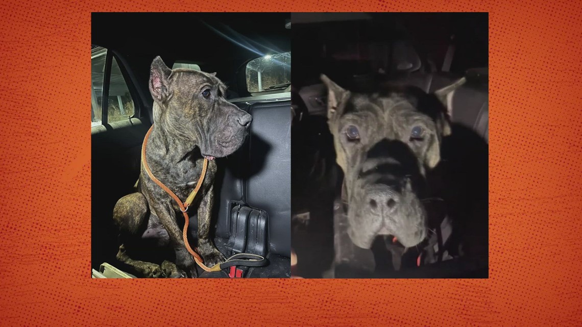 Suspected dog abandonments in cold temps reported in Maryland | wusa9.com