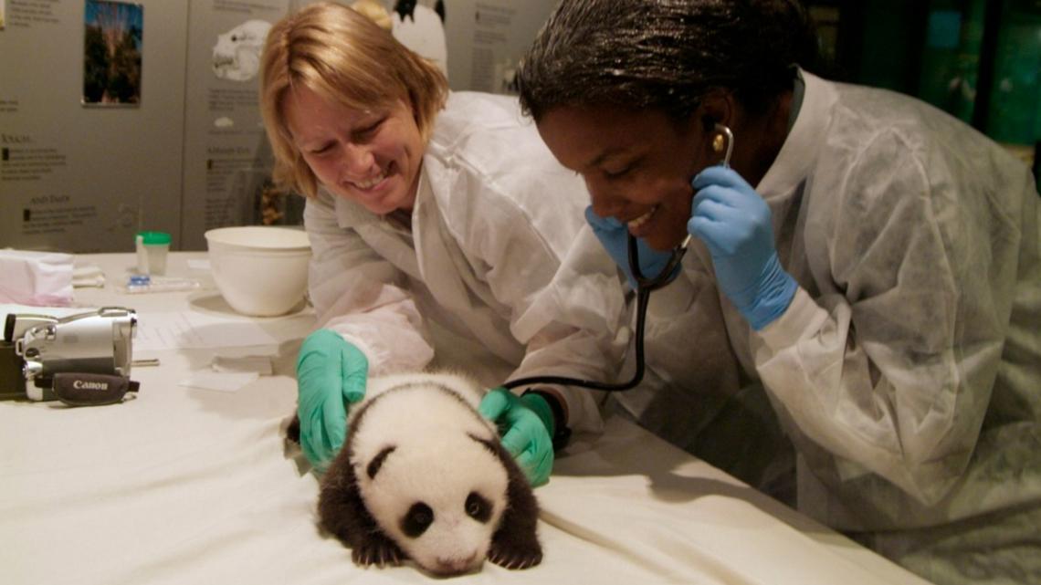Revisiting panda history in Washington, DC | wusa9.com