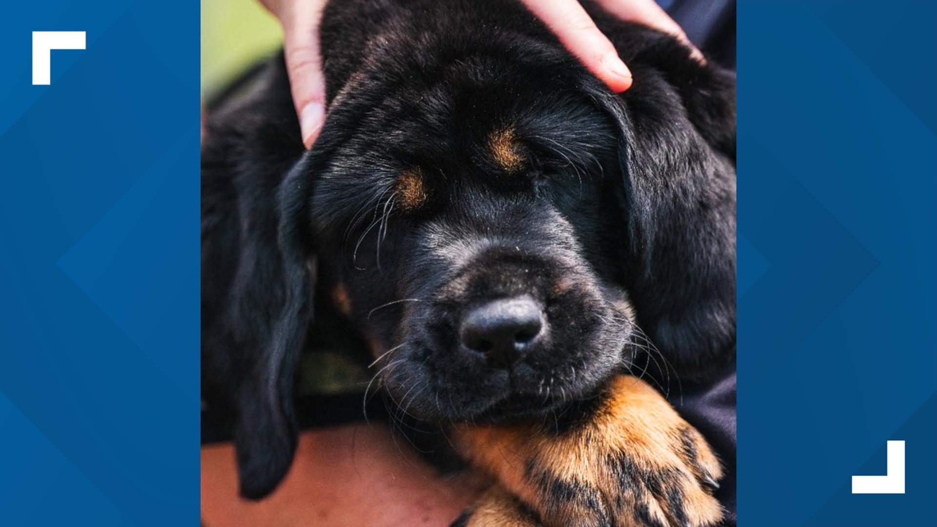 Here's a look at Washington Commanders' team Dog Barney | wusa9.com