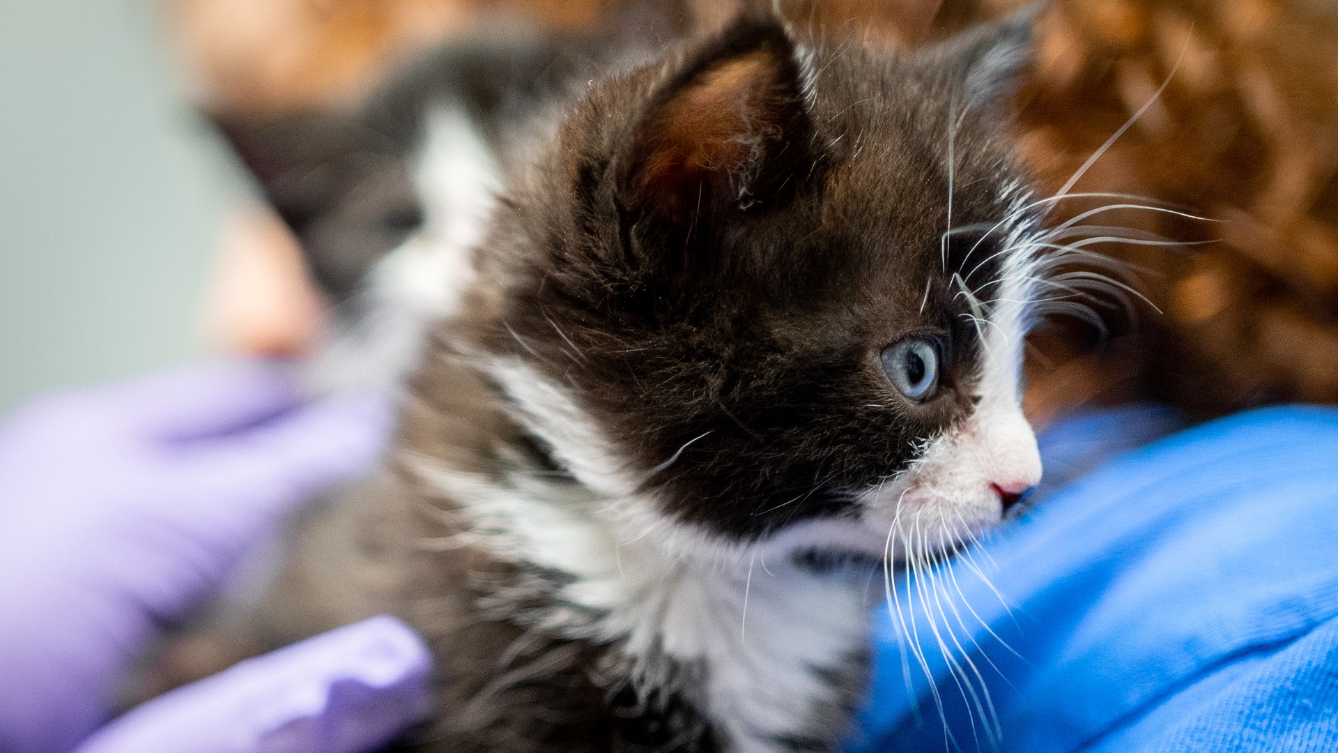 Kittens rescued from fire by firefighters ready for adoption | wusa9.com