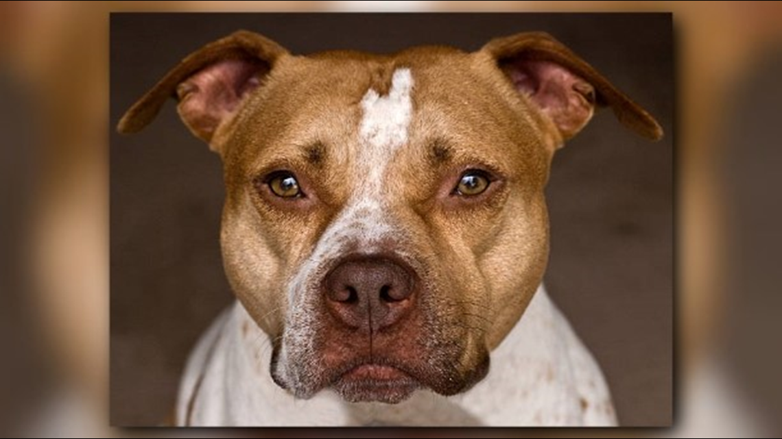 DC law protects animals from being left out in the cold | wusa9.com