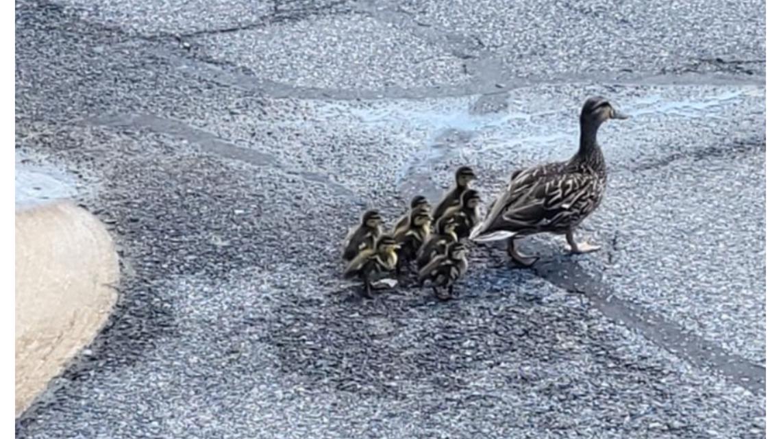 Baby ducks rescued from Montgomery County storm drain | wusa9.com