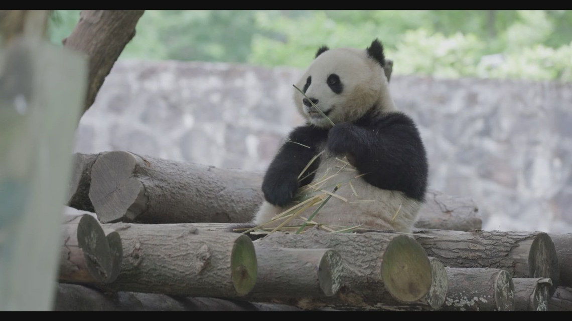 Pandas are coming back to Smithsonian National Zoo in DC | wusa9.com
