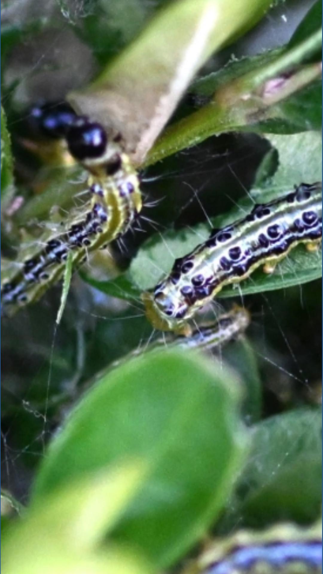 Invasive box tree moths spotted in Virginia and Maryland | wusa9.com
