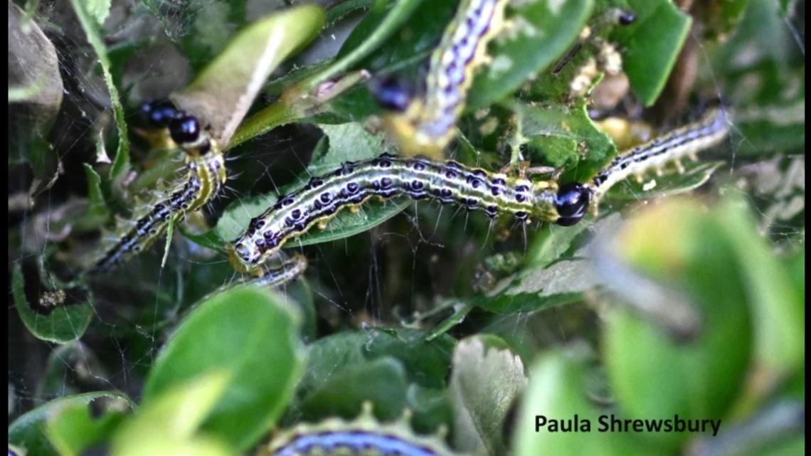 Invasive box tree moths spotted in Virginia and Maryland | wusa9.com