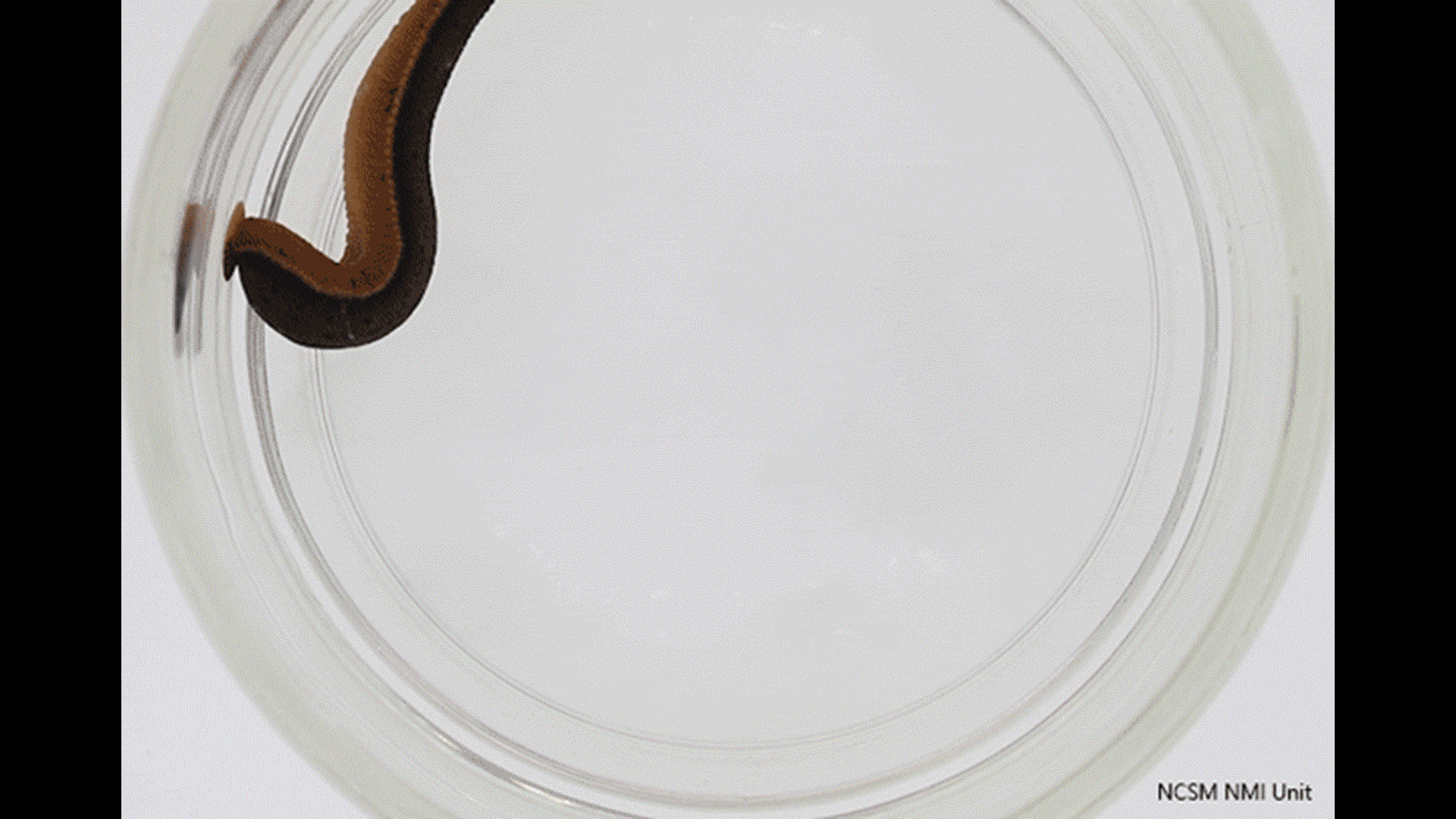 New species of blood-sucking leech discovered in DC-area | wusa9.com